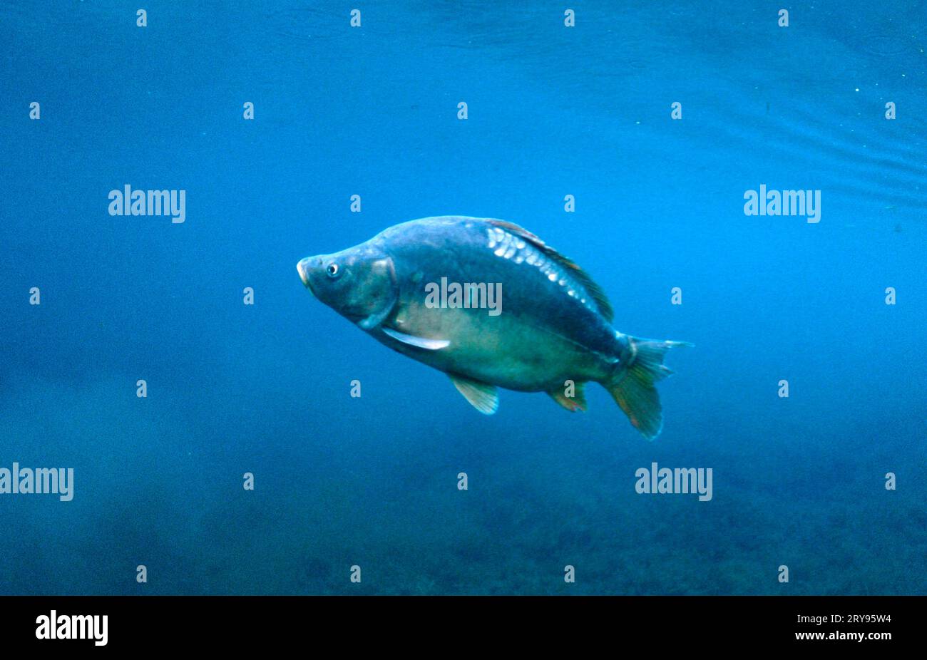 Common Common carp, mirror carp (Cyprinus carpio), Chiemsee, Bavaria ...