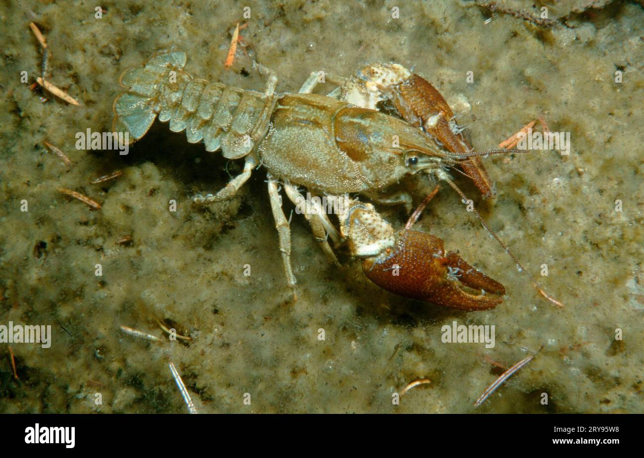 Pallipes hi-res stock photography and images - Alamy