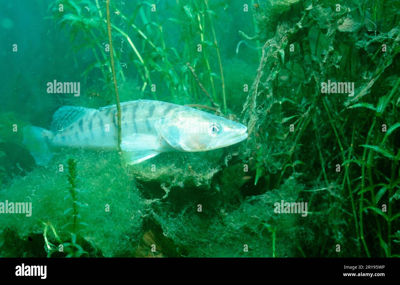 Zander unterwasser hi-res stock photography and images - Alamy