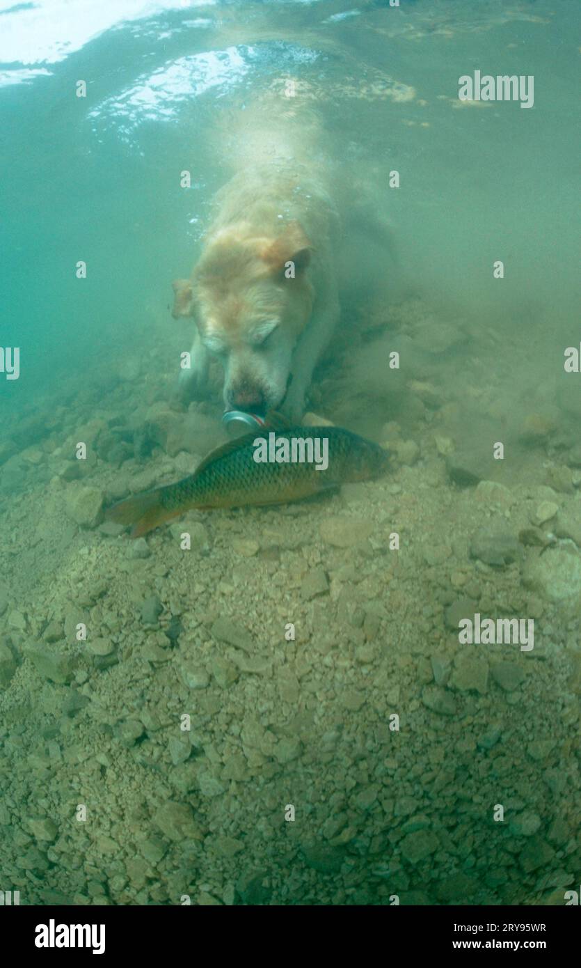 Labrador retriever, diving, Ferlacher Stausee, Carinthia, Austria Stock ...