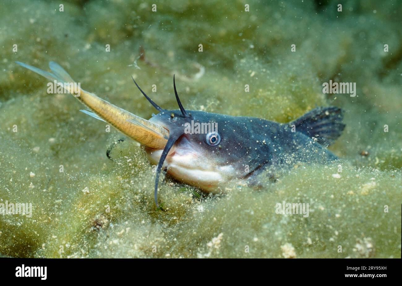 American dwarf catfish eats bleak, Auwaldsee, Baden-Wuerttemberg ...