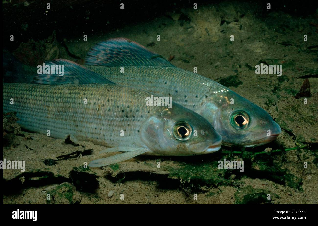 Gold fish with other fish hi-res stock photography and images - Alamy