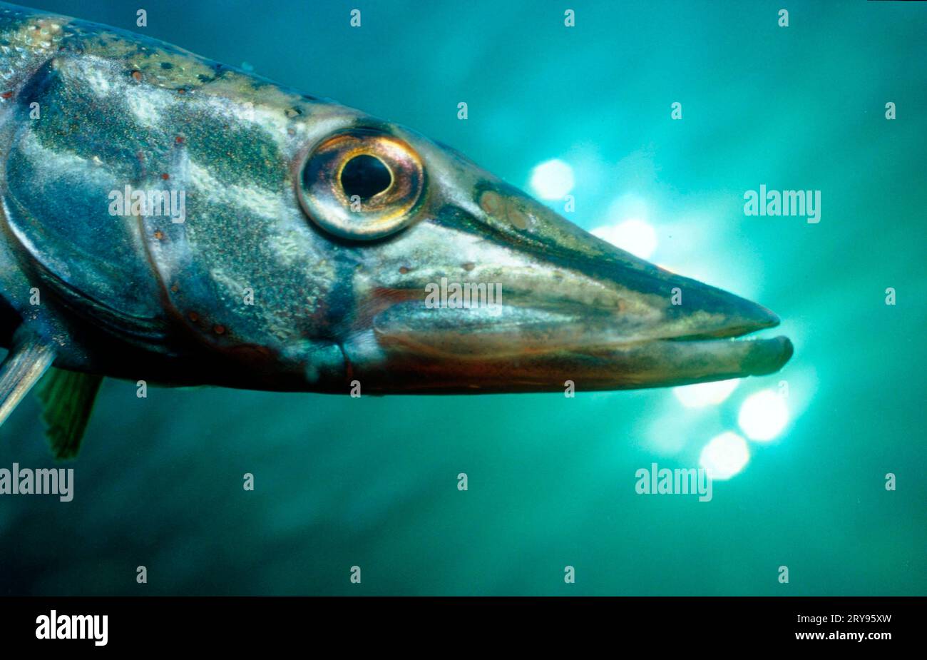 Northern Pike, Hesse, Pike (Esox lucius), quarry pond, Europe, Other ...