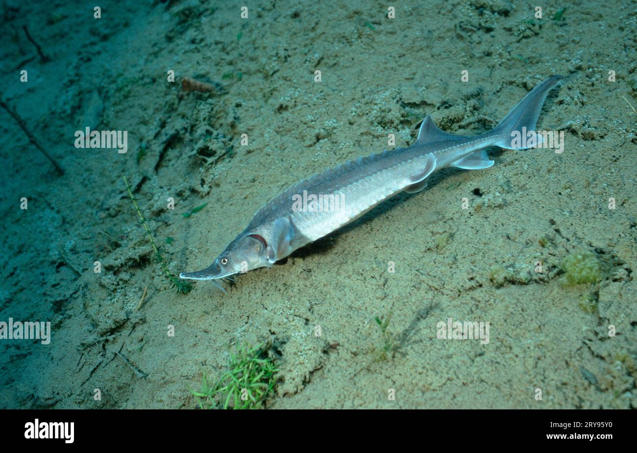 Sterlett (Acipenser ruthenus) Chiemsee, Bavaria, free-ranging, Germany ...
