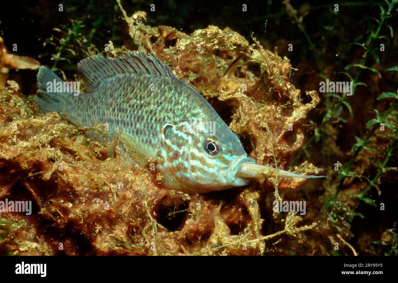 Pumpkin-seed Sunfish eating Dace, Baden-Wuerttemberg, Common Sunfish ...