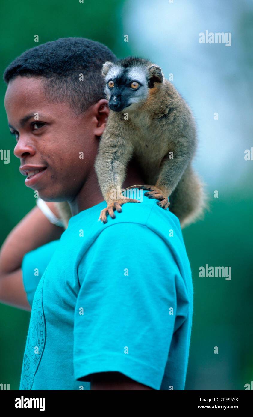 (Lemur fulvus fulvus Stock Photo - Alamy