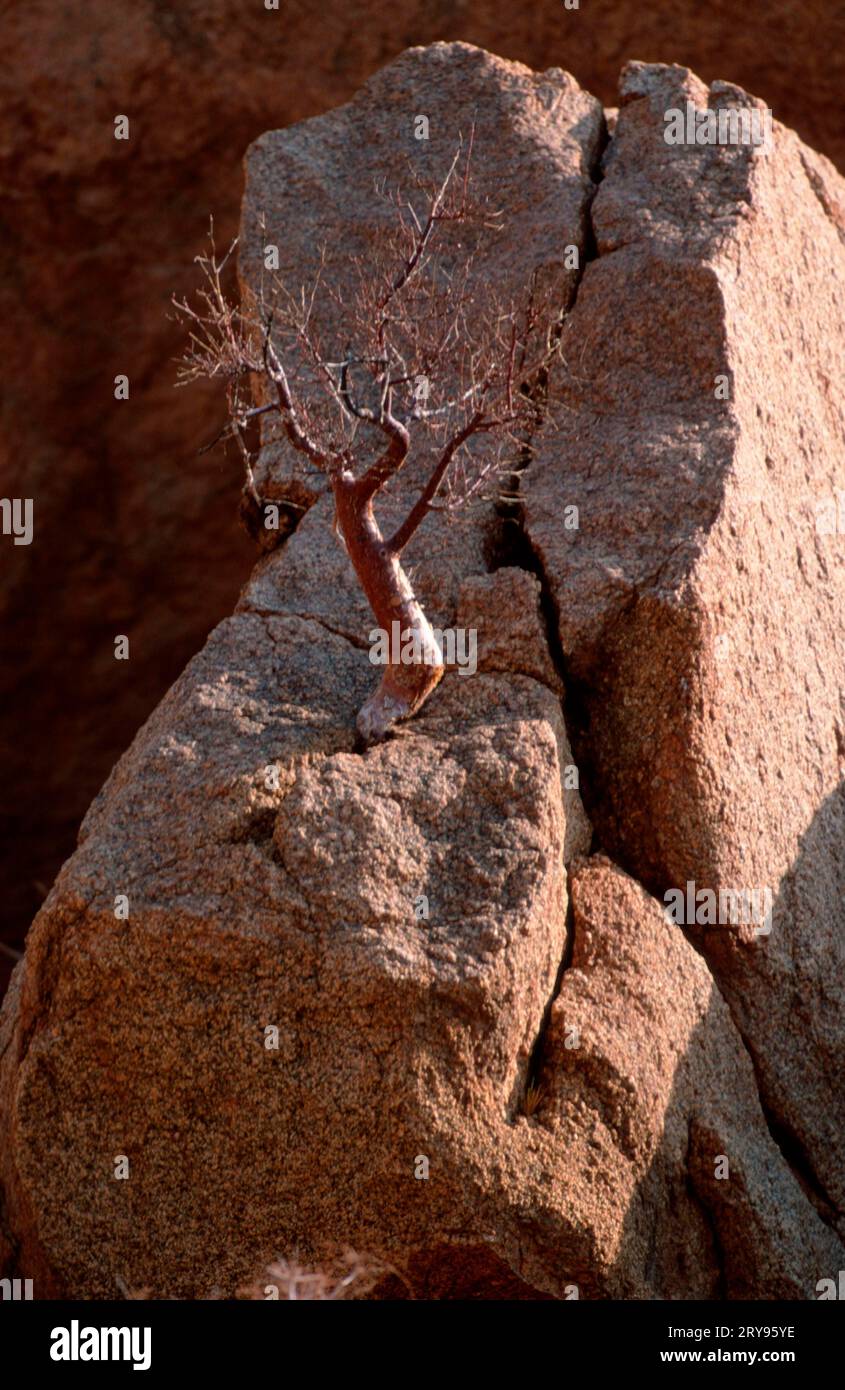 Tree growing on rocks, Namib Desert, Namibia Stock Photo - Alamy