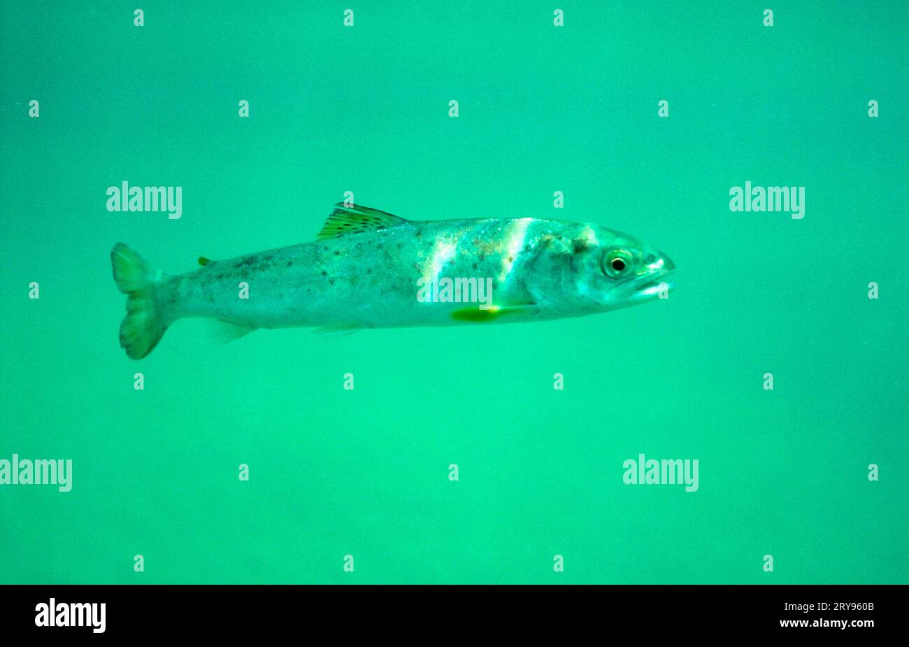 Danube salmon hi-res stock photography and images - Alamy