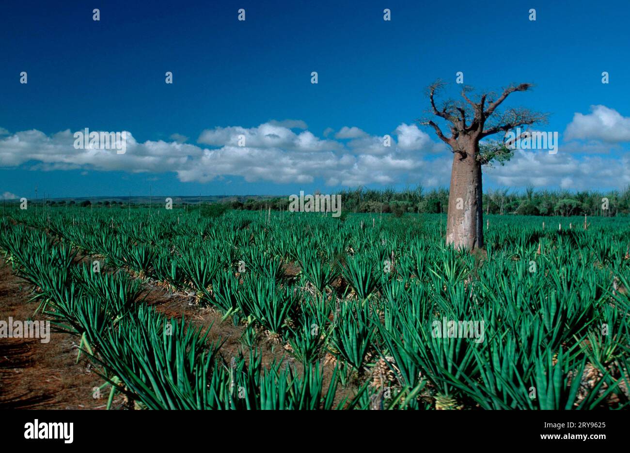 African baobab (Adansonia sisal (Agave sisalana Stock Photo - Alamy