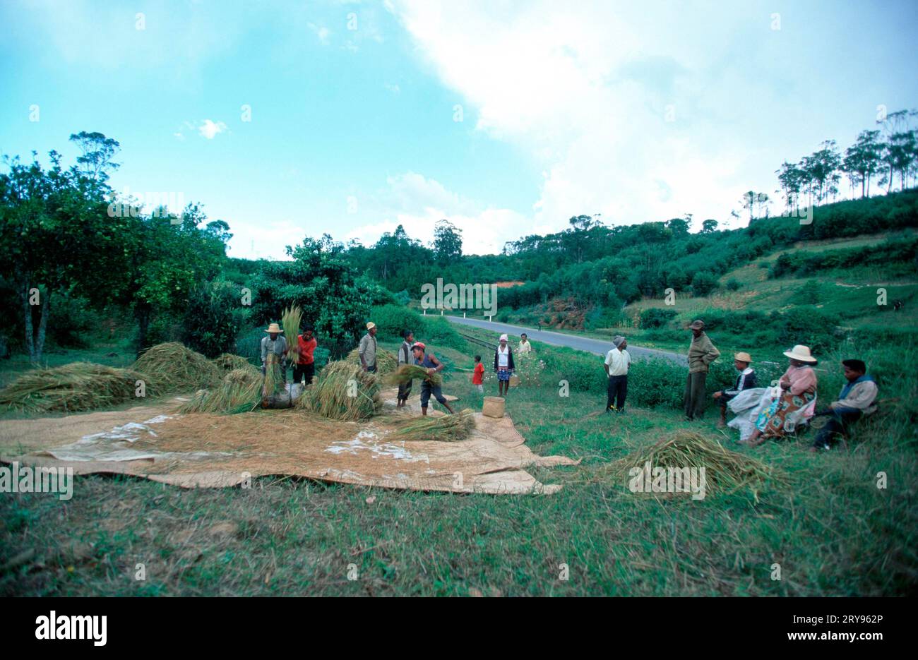 Madagascar rice harvest hi-res stock photography and images - Alamy