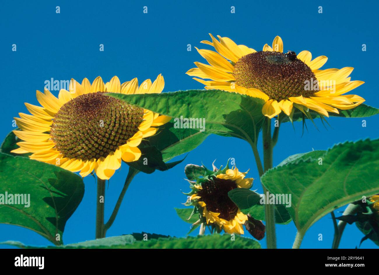 Sunflowers (Helianthus annuus) 'Sunrich Lemon' Stock Photo - Alamy