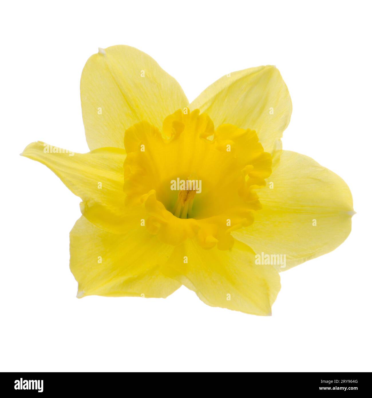 Jonquil flower hi-res stock photography and images - Alamy