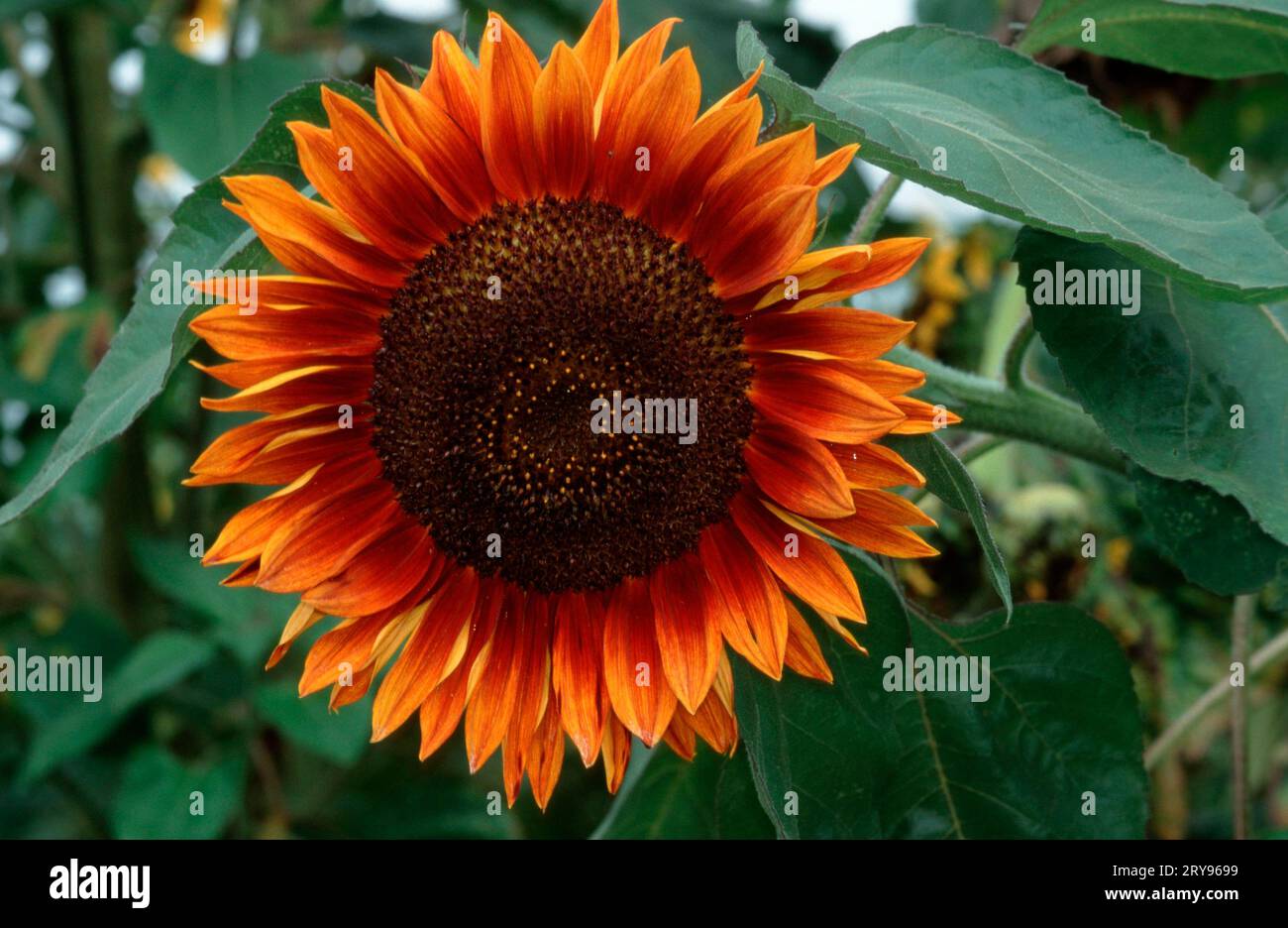 Sunflower (Helianthus annuus) 'Evening Sun' Stock Photo - Alamy