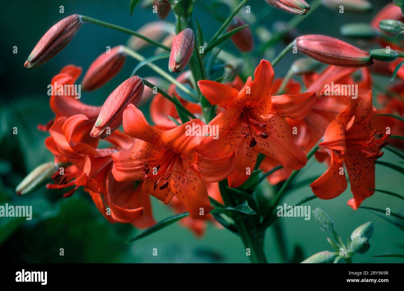 Lilium lancifolium splendens hi-res stock photography and images - Alamy