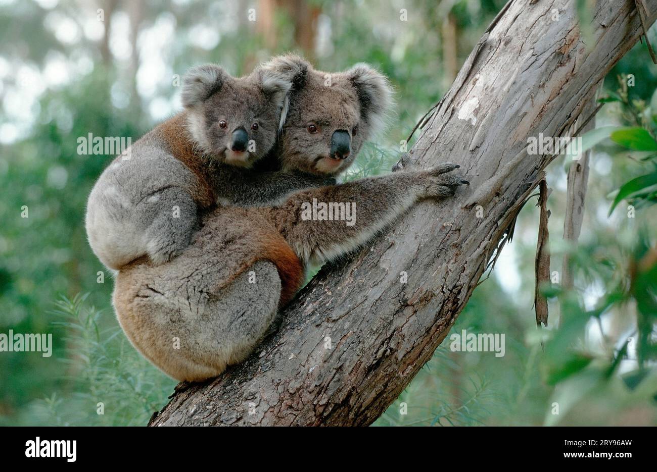 Koala baby back hi-res stock photography and images - Alamy