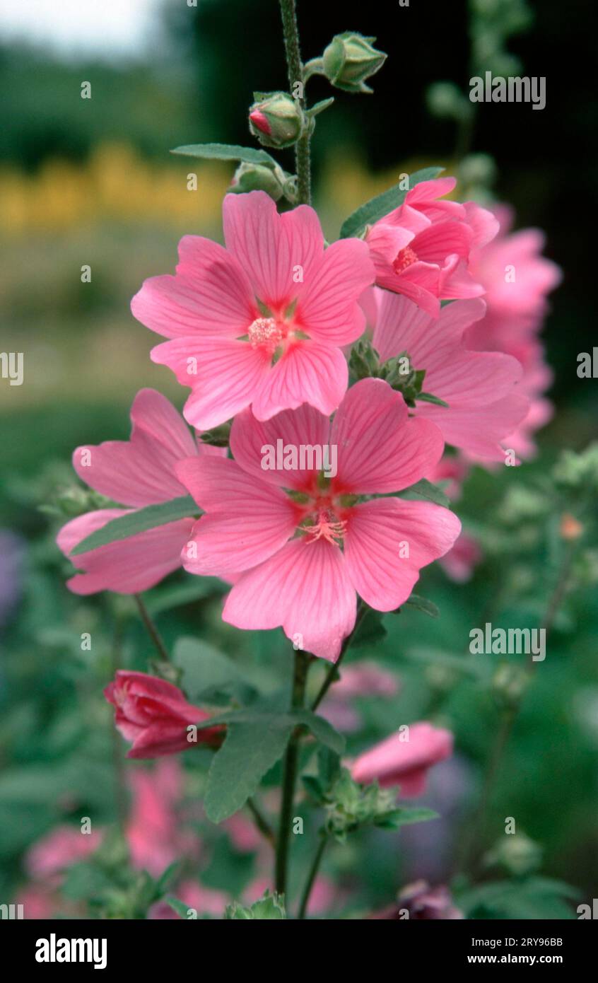 Lavatera rosea hi-res stock photography and images - Alamy
