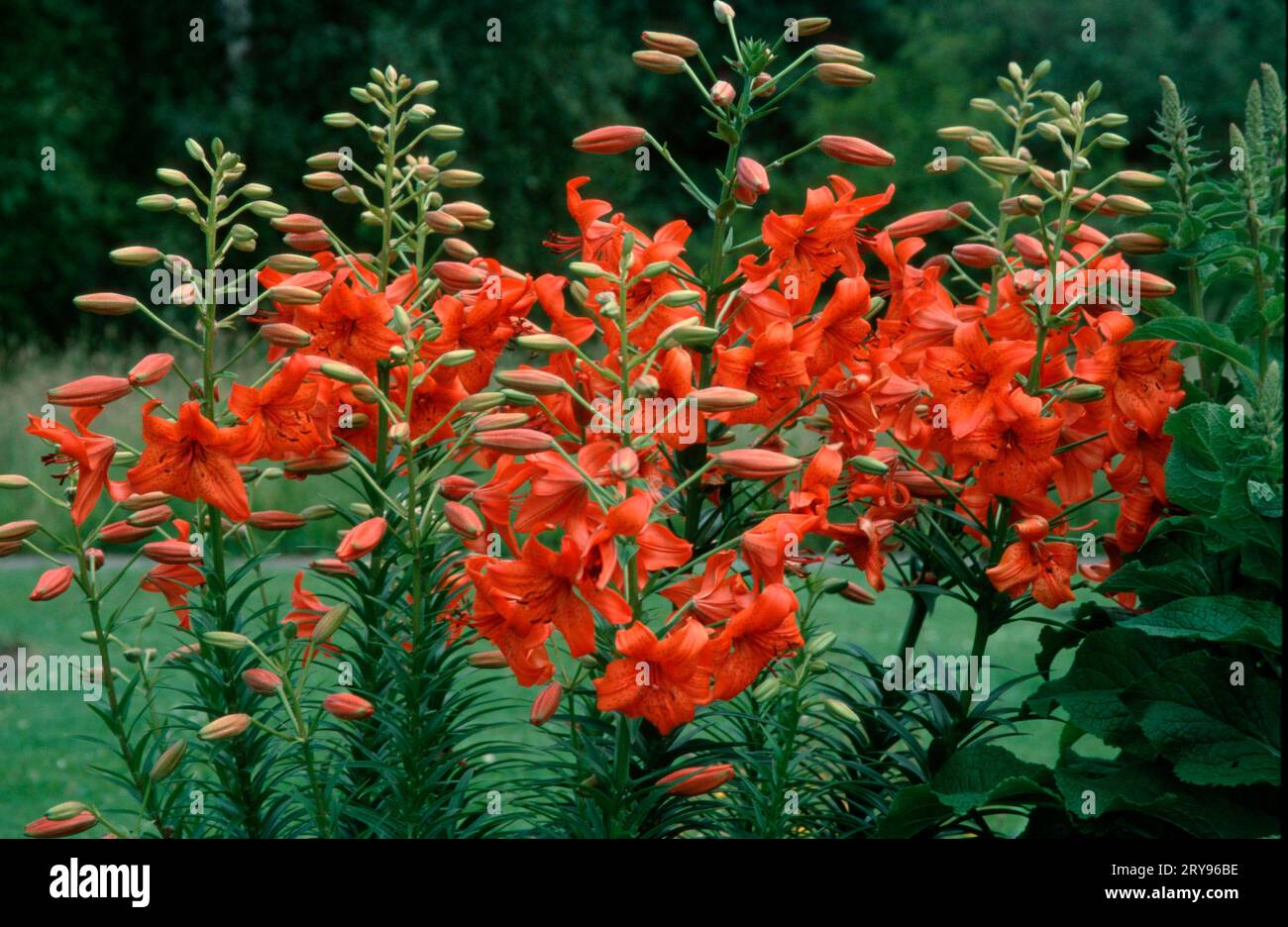 Lilium lancifolium splendens hi-res stock photography and images - Alamy