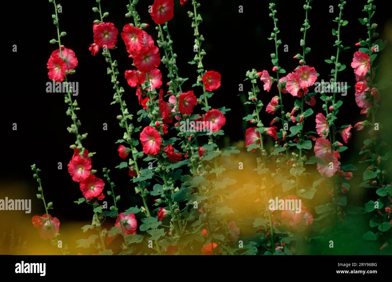 Hollyhocks (Alcea rosea hybride) (Althaea rosea hybride Stock Photo - Alamy