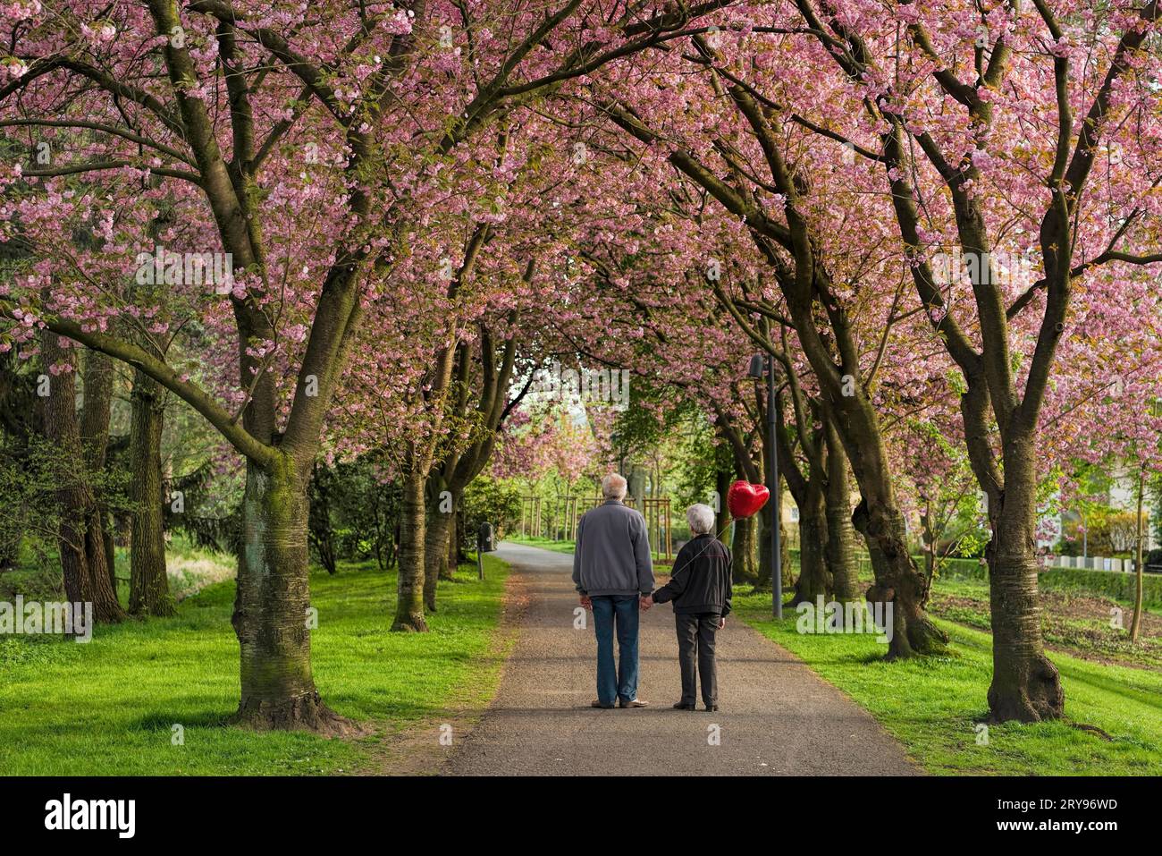 Way to the 2nd Spring Senior Couple Cherry Blossom Stadthagen Stock ...
