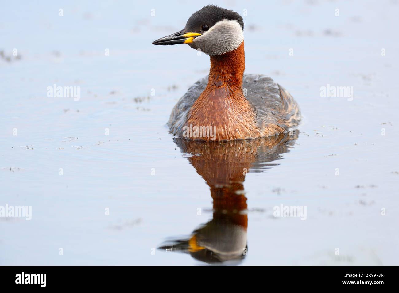 Red-necked grebe (Podiceps grisegena), adult bird in water with ...