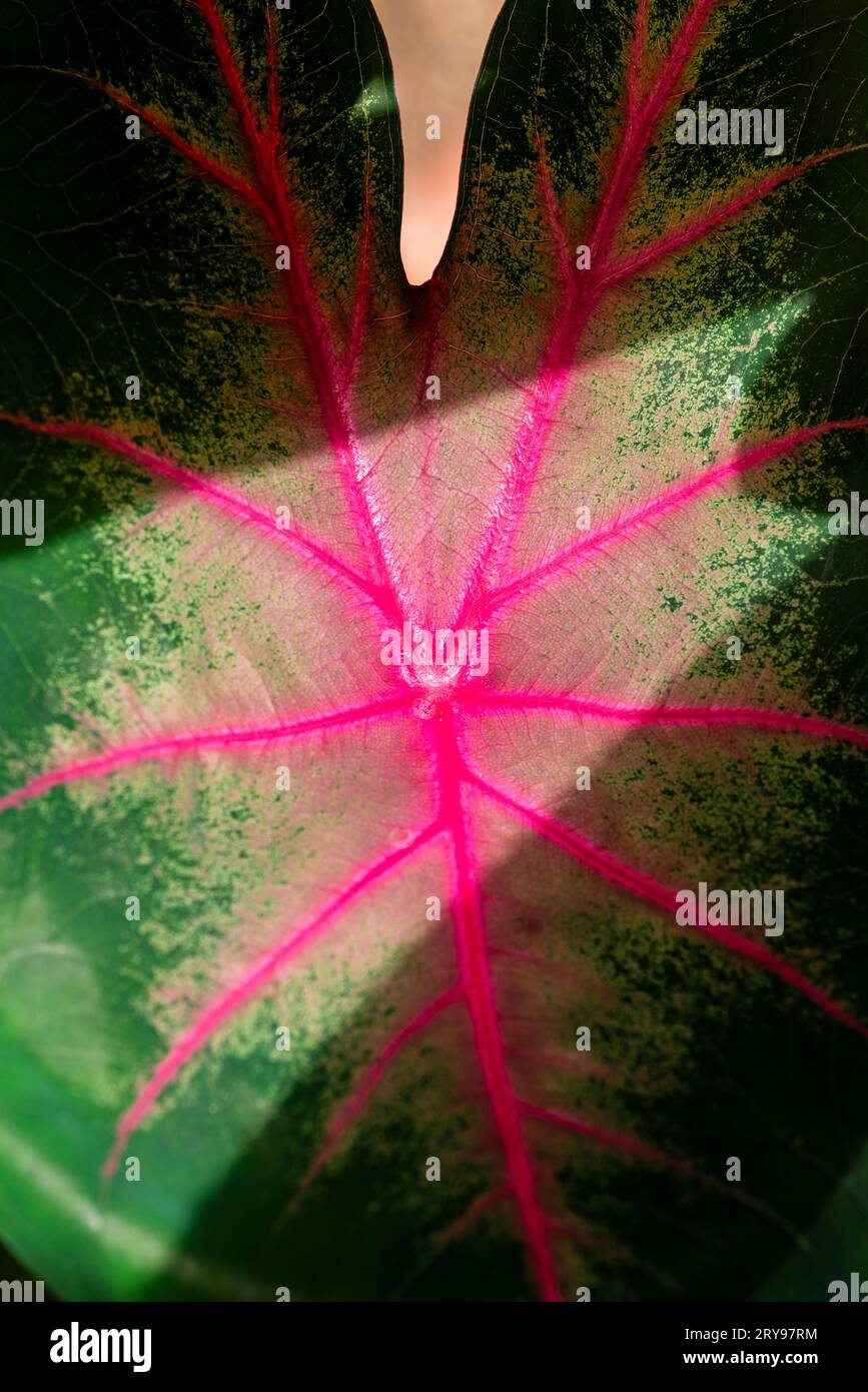 caladium bicolor in the amazonian rain forest,Perú Stock Photo - Alamy