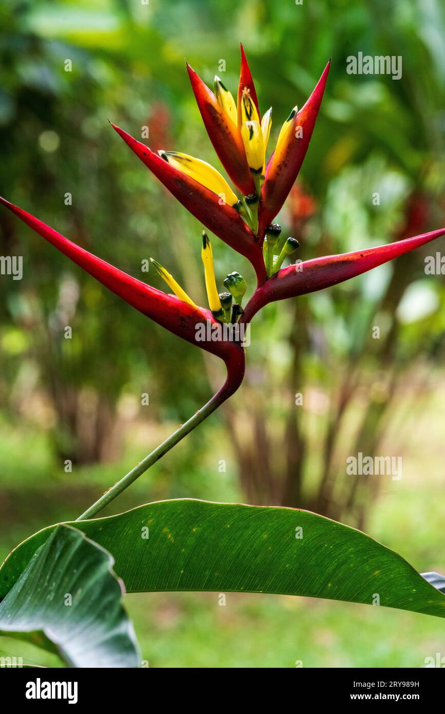 Heliconia flower in the amazonian rain forest, Perú Stock Photo - Alamy