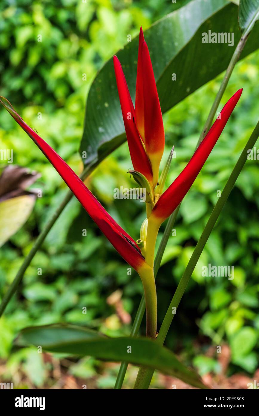 Heliconia flower in the amazonian rain forest, Perú Stock Photo - Alamy