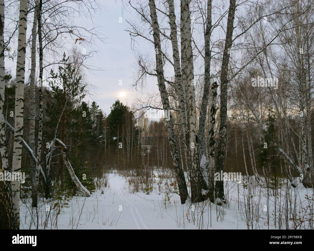 Mixed evergreen forest hi-res stock photography and images - Alamy