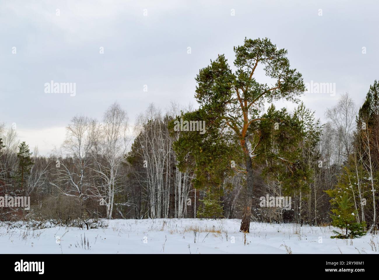 A large pine tree with spreading branches stands on the edge of a mixed ...