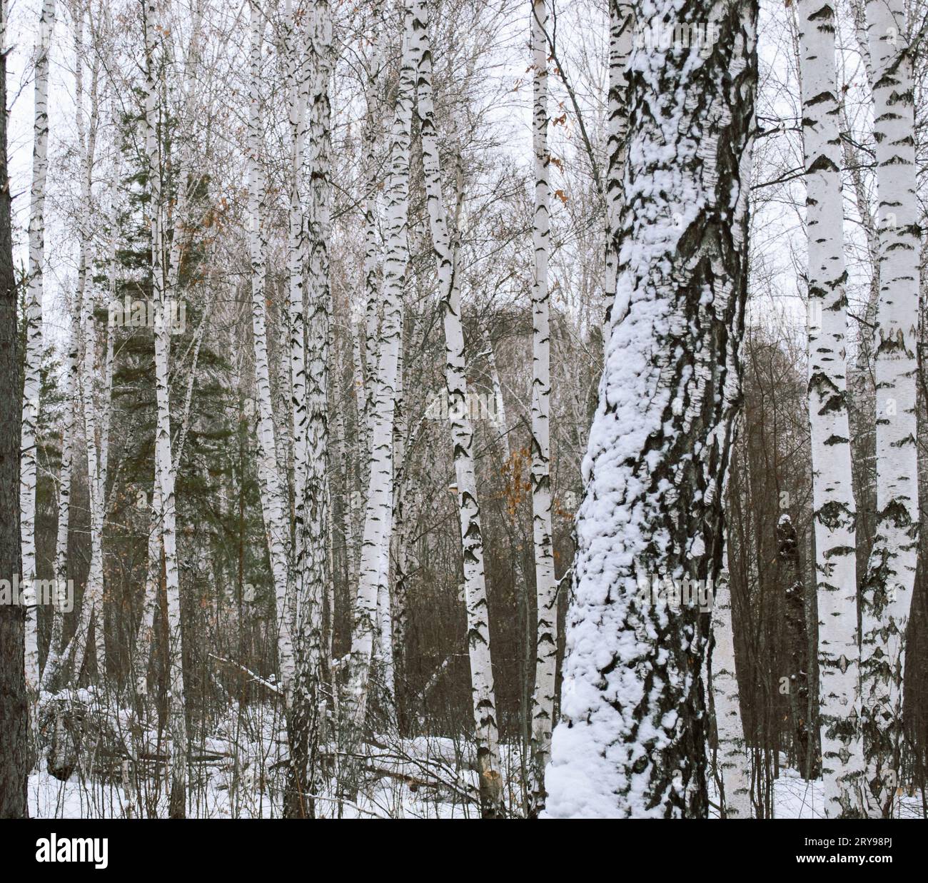 Mixed forest pine spruce birch hi-res stock photography and images - Alamy