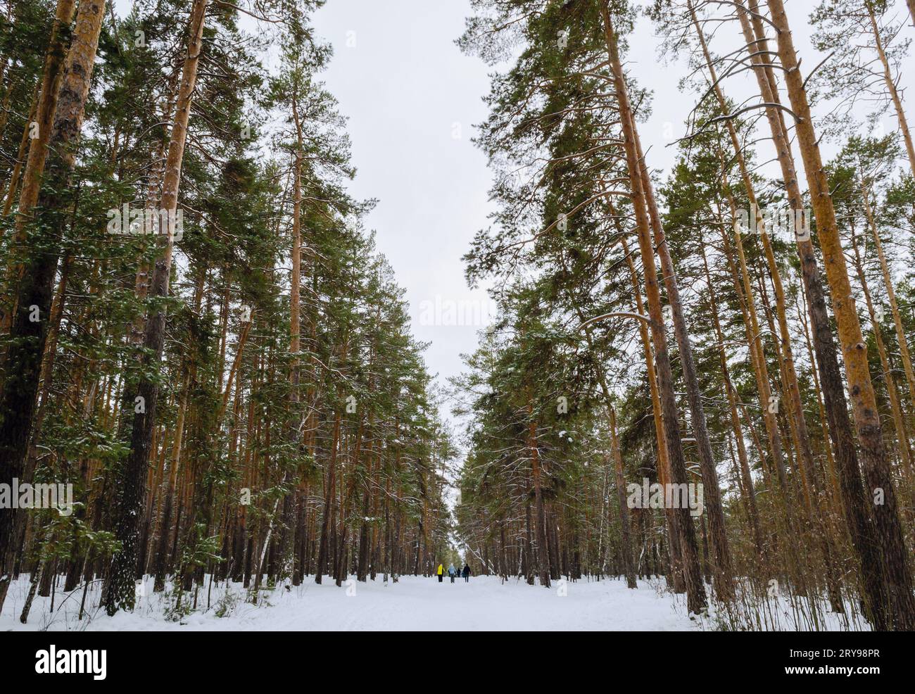 Walking through pine tree hi-res stock photography and images - Alamy