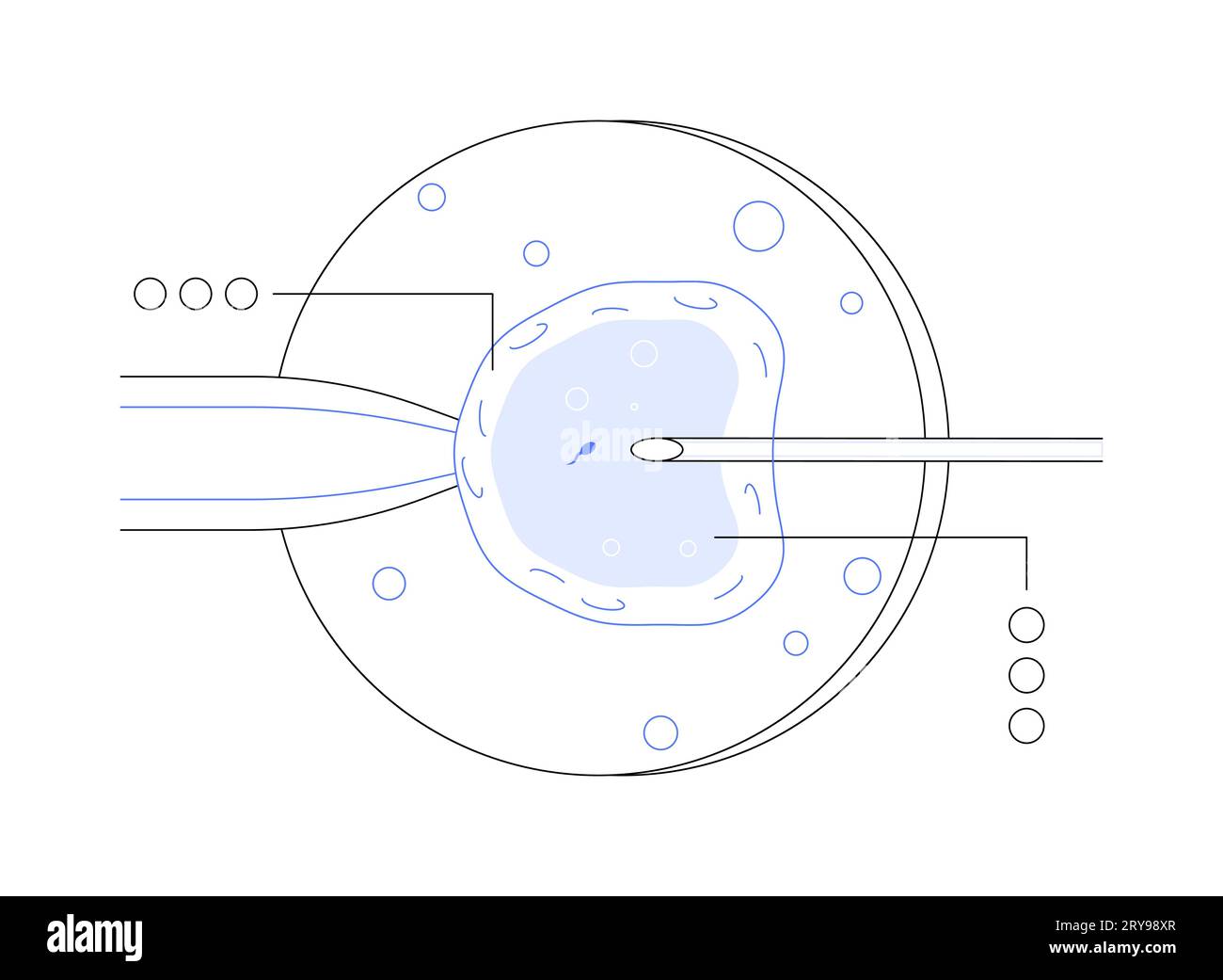 In vitro fertilization abstract concept vector illustration Stock ...