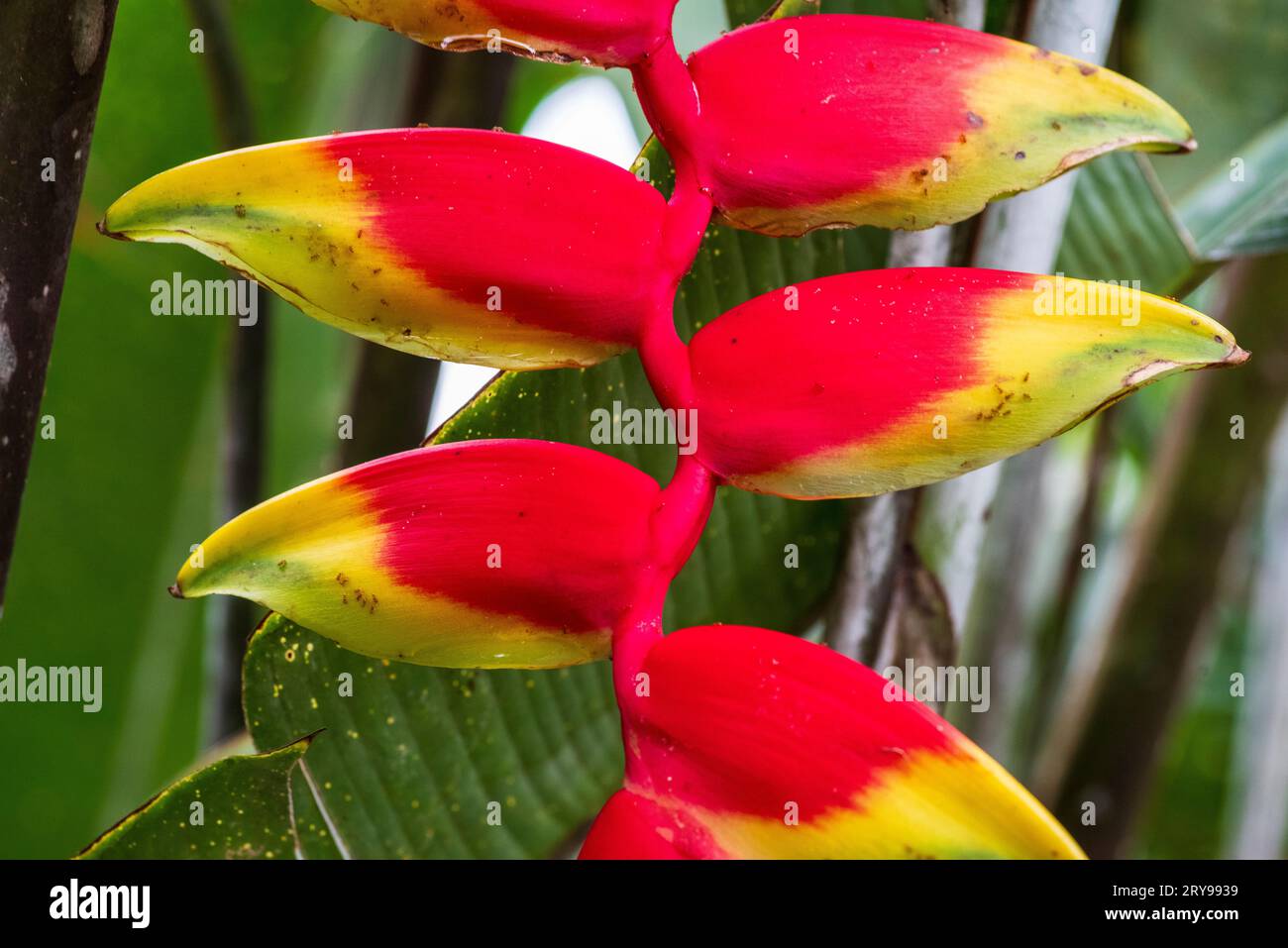 Heliconia flower in the amazonian rain forest, Perú Stock Photo - Alamy