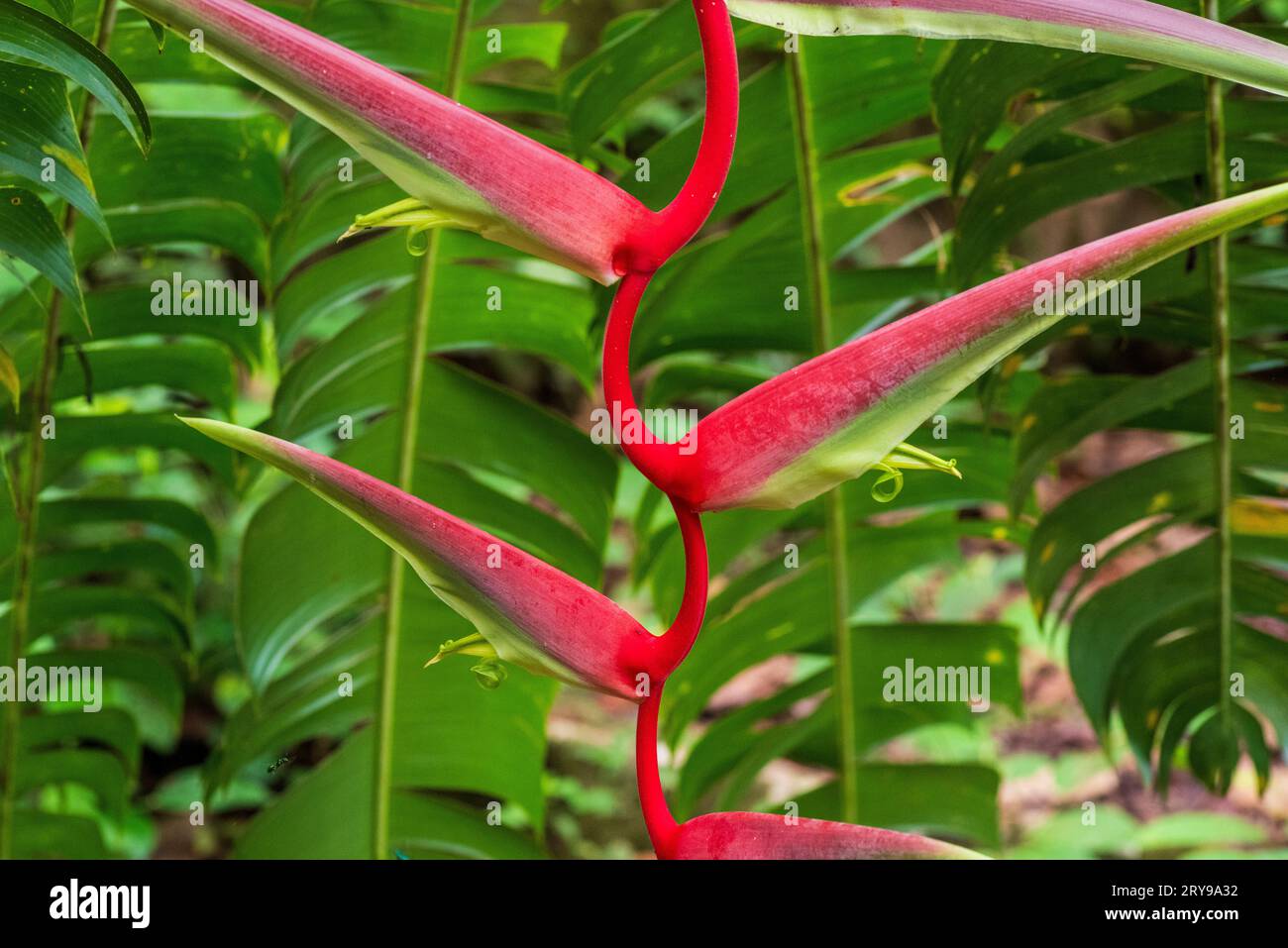 Heliconia flower in the amazonian rain forest, Perú Stock Photo - Alamy
