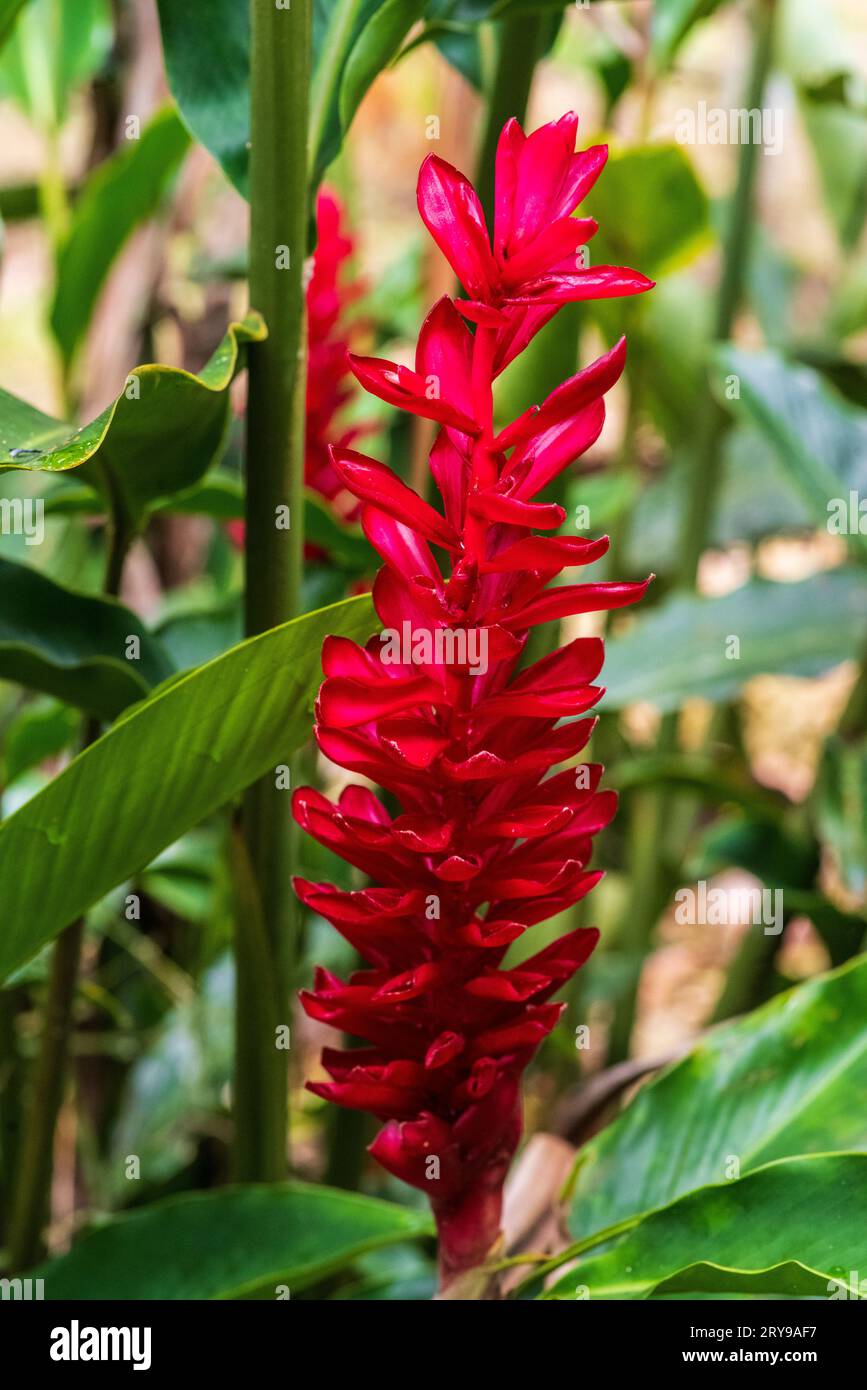 Heliconia flower in the amazonian rain forest, Perú Stock Photo - Alamy