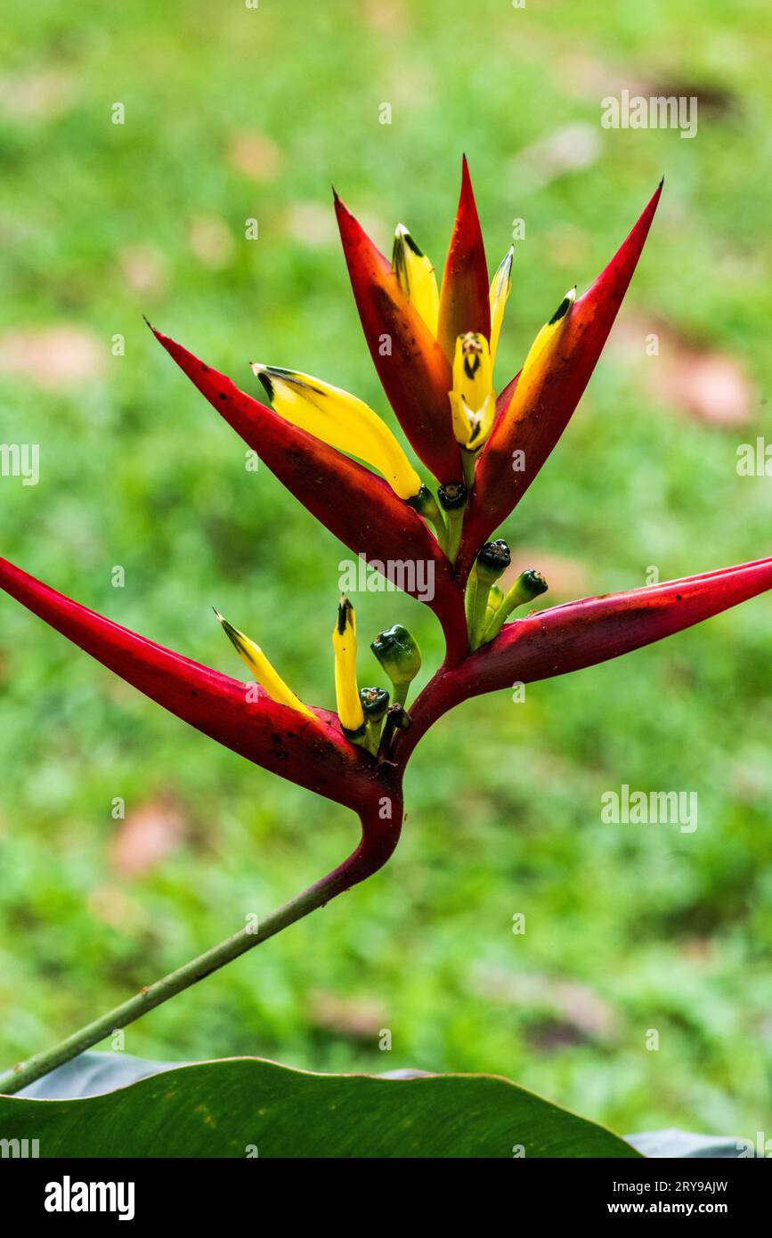 Heliconia flower in the amazonian rain forest, Perú Stock Photo - Alamy