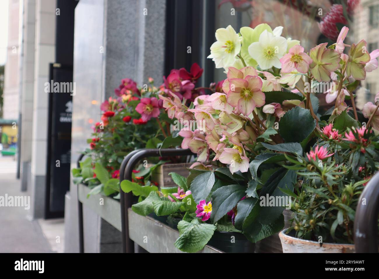 Assorted flowering plants adorning a storefront in downtown Seattle ...