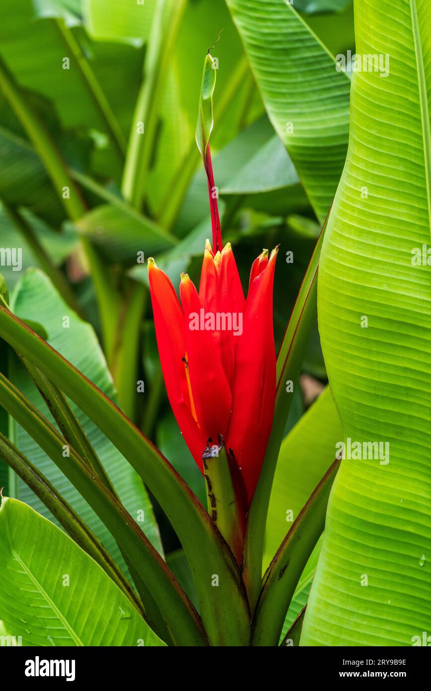 Heliconia flower in the amazonian rain forest, Perú Stock Photo - Alamy