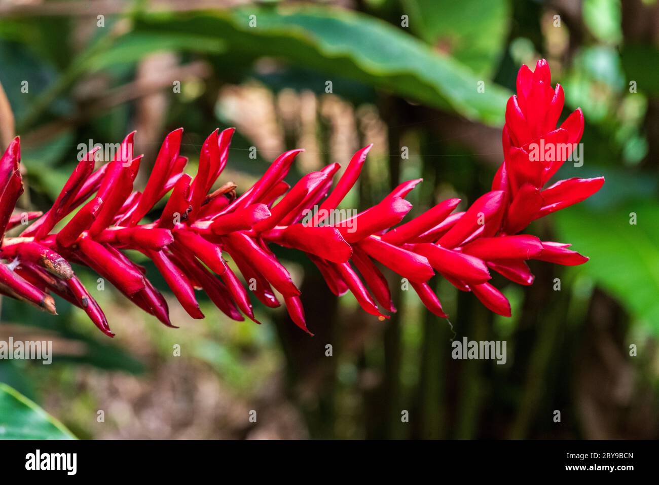 Heliconia flower in the amazonian rain forest, Perú Stock Photo - Alamy