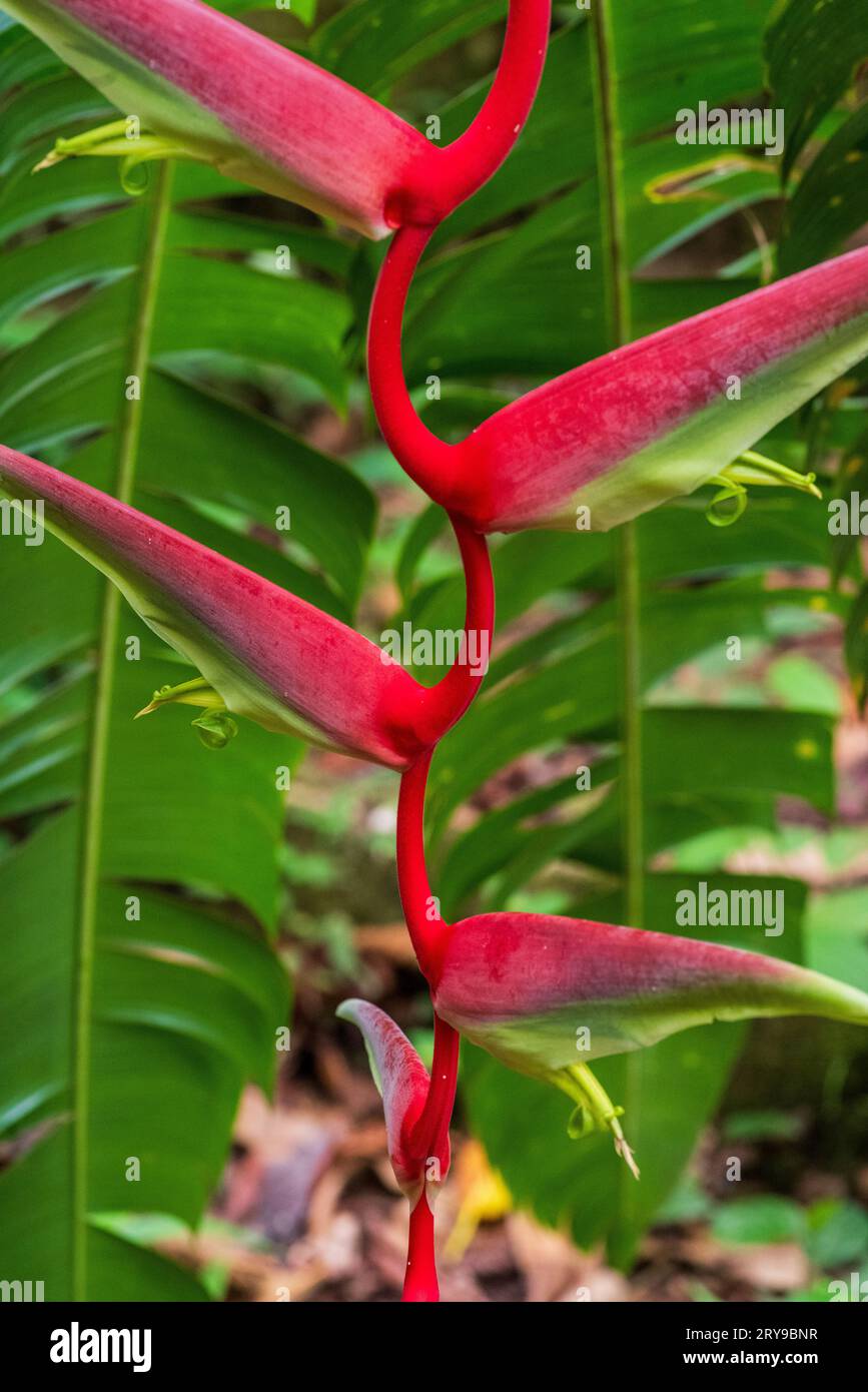 Heliconia flower in the amazonian rain forest, Perú Stock Photo - Alamy