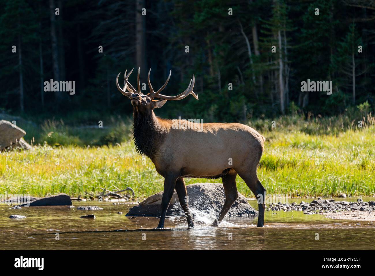 A bull elk at Mills Lake, in Rocky Mountain National Park. Estes Park ...