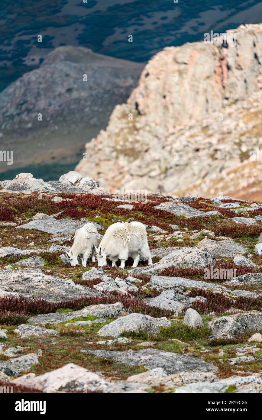 Mountain Goats on the ridge between Mount Evans (Blue Sky), and Mount ...
