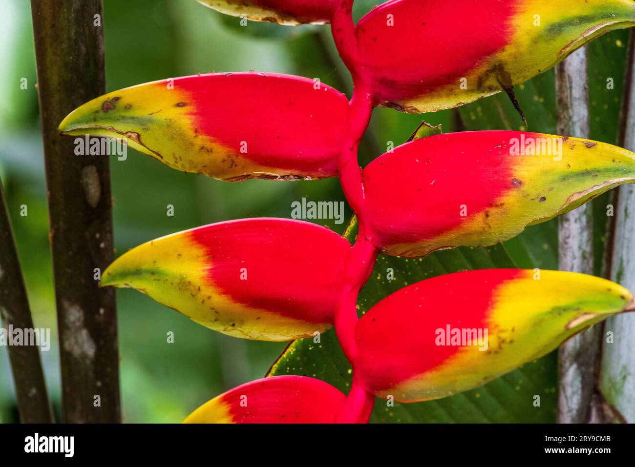Heliconia flower in the amazonian rain forest, Perú Stock Photo - Alamy