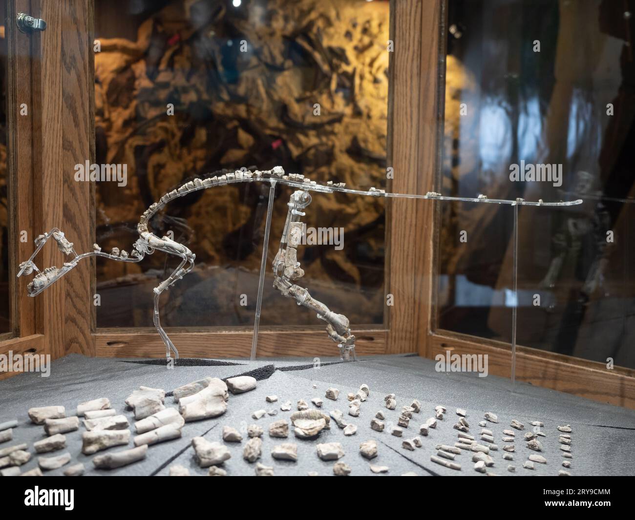 Display of at the Montana Dinosaur Center showing a nestling dinosaur ...