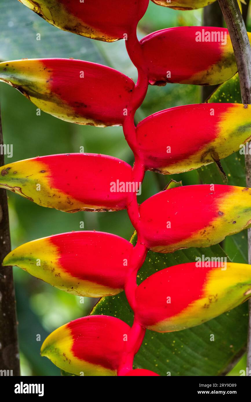 Heliconia flower in the amazonian rain forest, Perú Stock Photo - Alamy