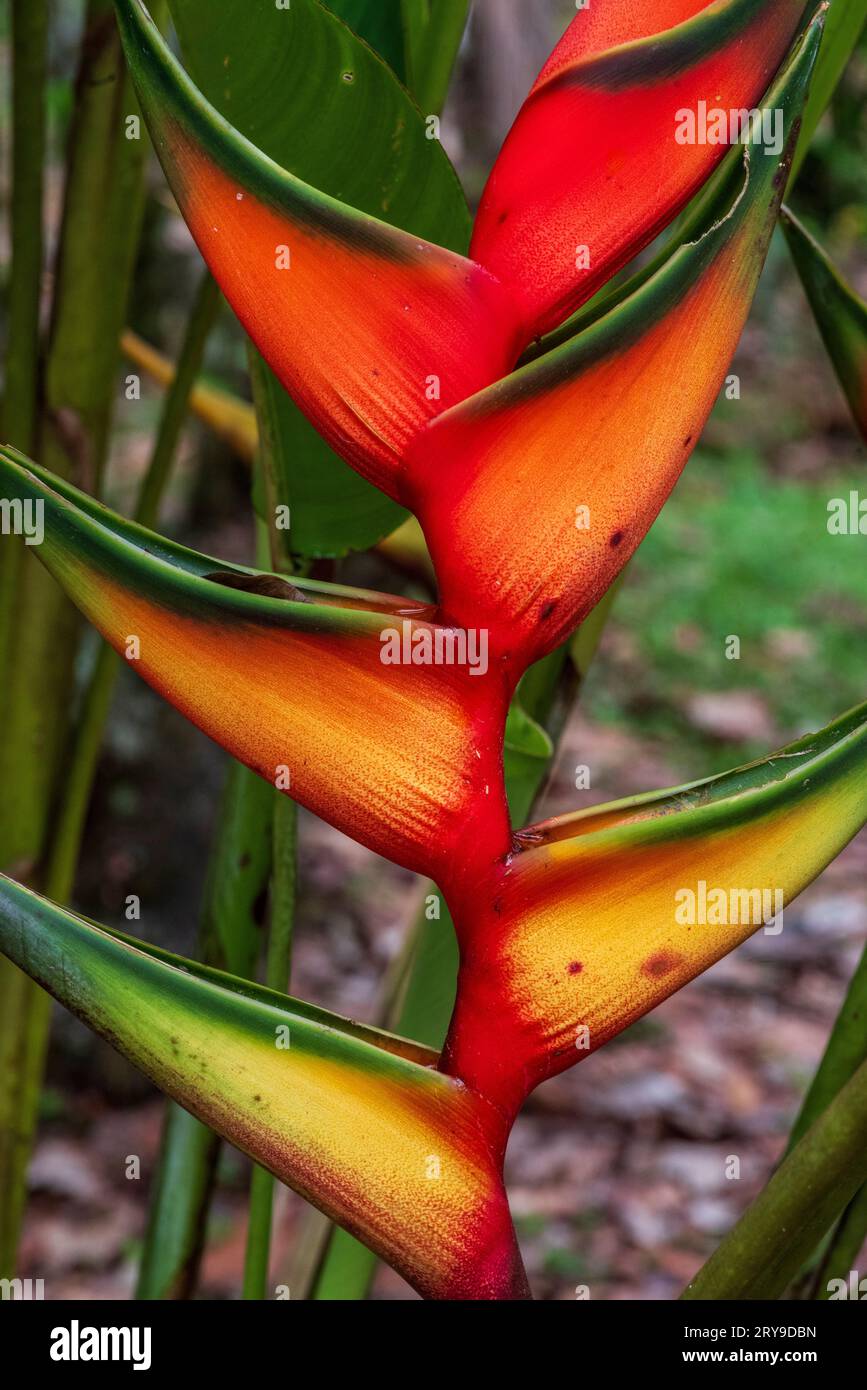 Heliconia flower in the amazonian rain forest, Perú Stock Photo - Alamy