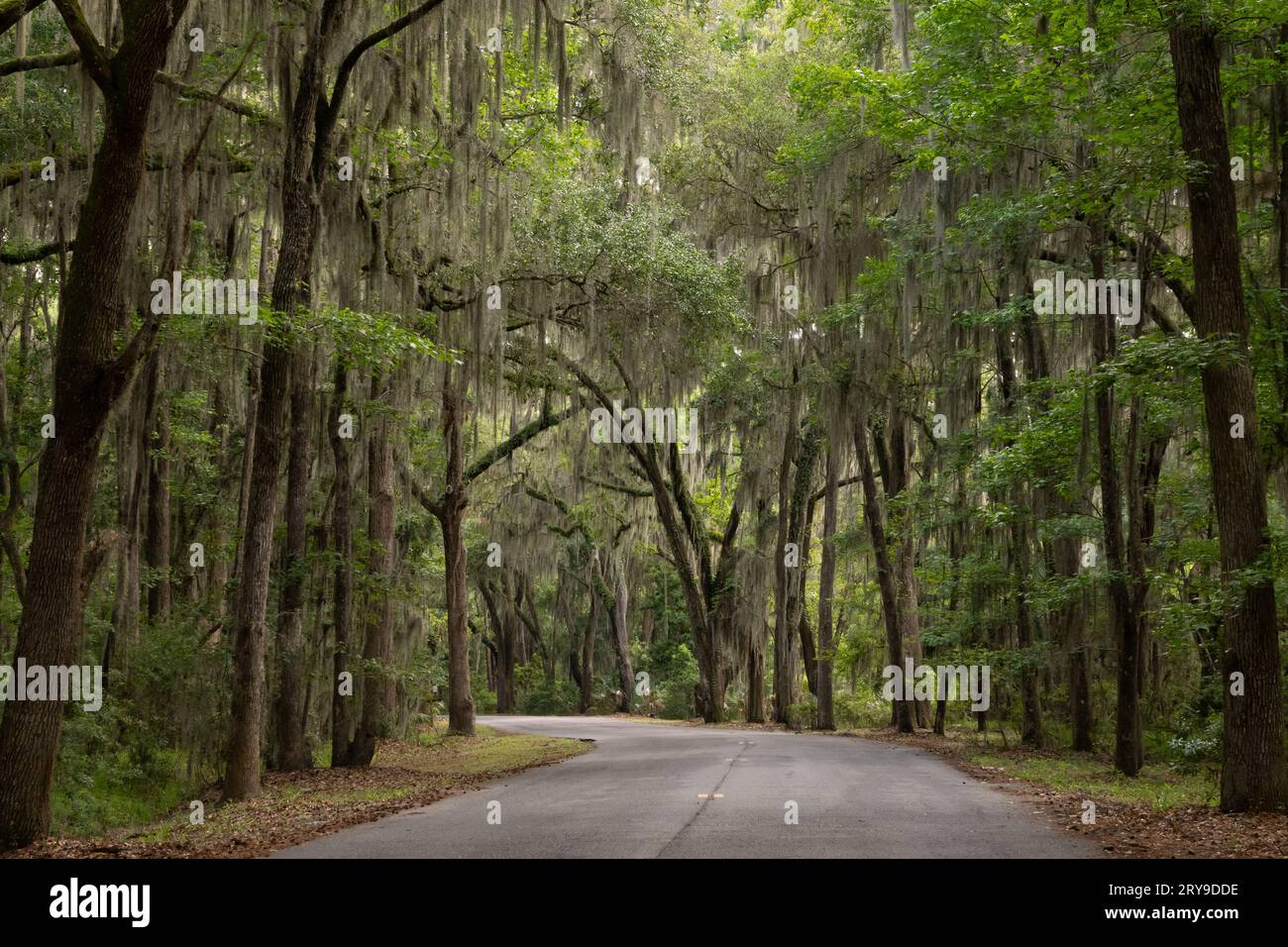 Live oak trees with Spanish moss overhanging a shady rural roadway near ...