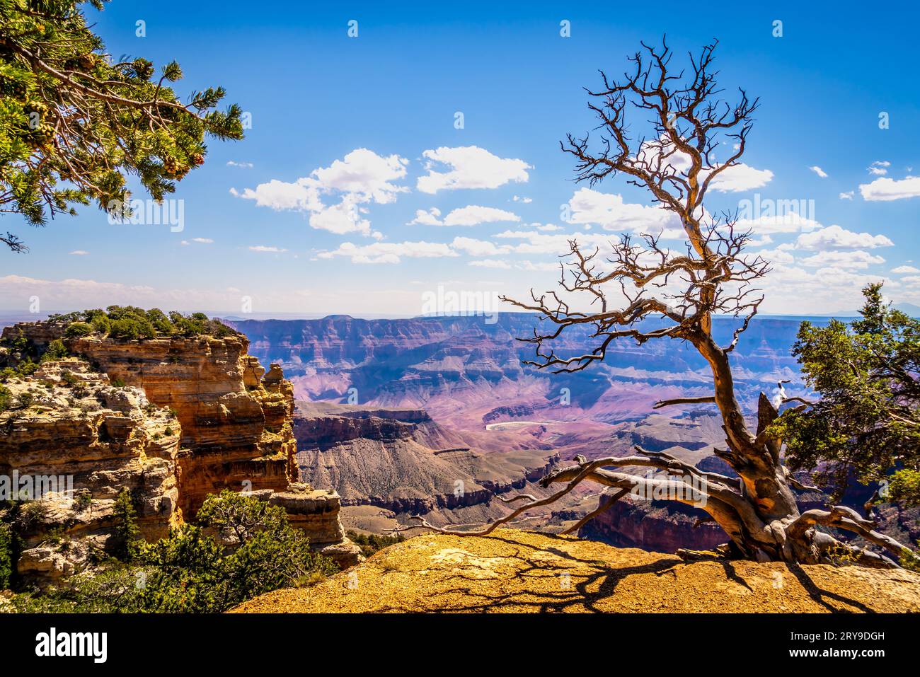 Dead Tree at the edge of the Grand Canyon at the Walhalla Overlook on ...