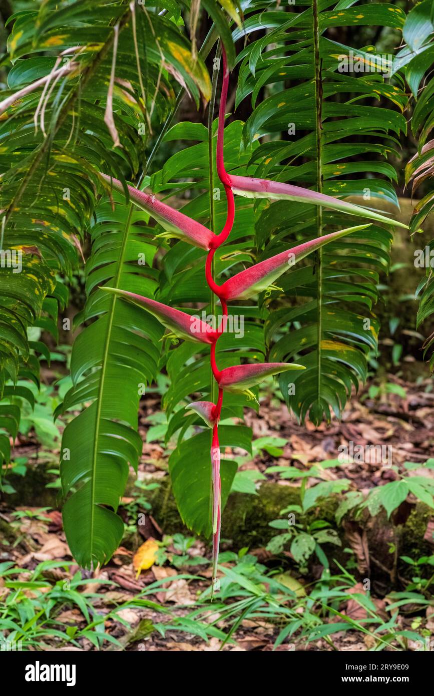 Heliconia flower in the amazonian rain forest, Perú Stock Photo - Alamy