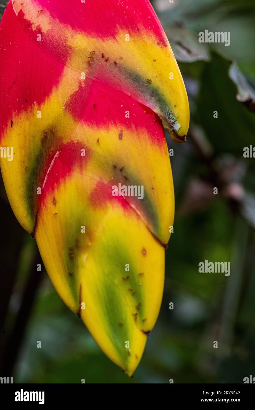 Heliconia flower in the amazonian rain forest, Perú Stock Photo - Alamy